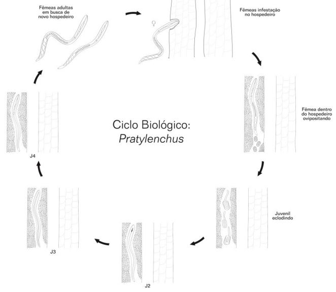 Nematoide das Lesões (Pratylenchus brachyurus)