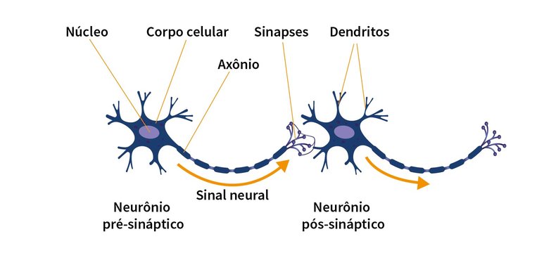 O Que Sinapse Quais Os Tipos E Como Ocorrem Significados