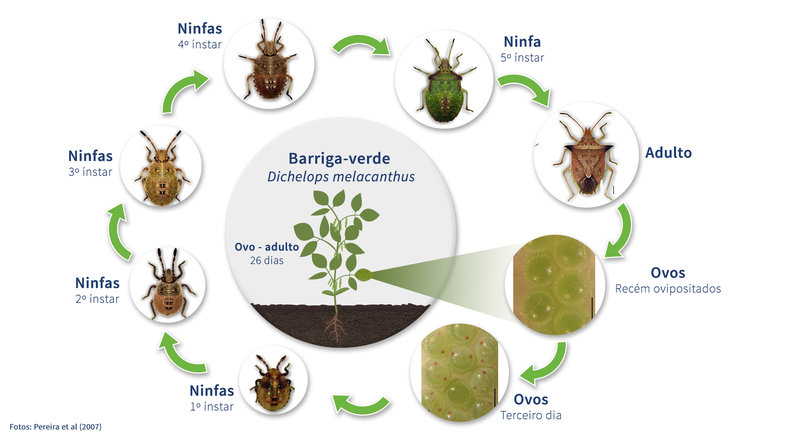 Acerte na aplicação para percevejos!