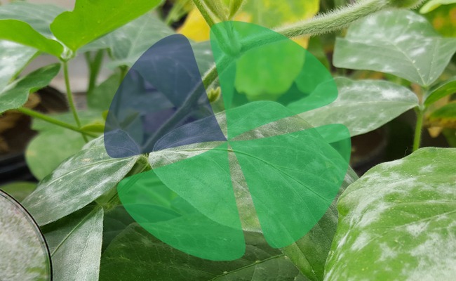 Oídio (Erysiphe diffusa) na cultura da soja | Fotos | Elevagro